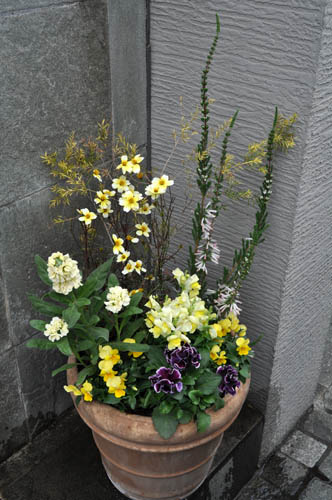 金魚草の寄せ植え : Alex's Garden Party♪ 金魚草の寄せ植え : Alex's Garden Party♪