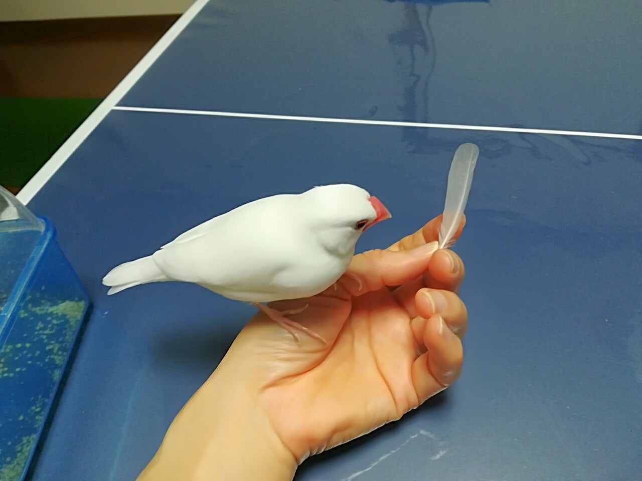 文鳥の今日の抜け羽根 : 白文鳥のぴーちゃんの記録