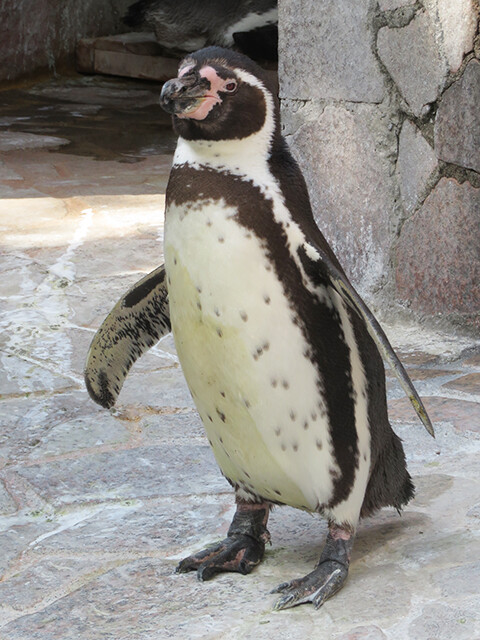 鳴ぐごはいねが？ Zoo&Aquarium : フンボルトペンギン【江戸川自然動物園 2023/05/10】