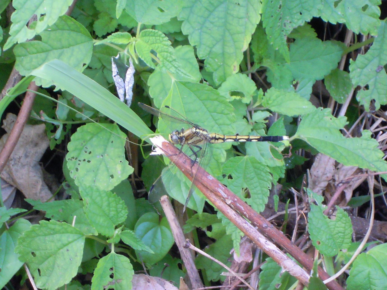 シオカラトンボ : はぶ あ らいぶらりぃ