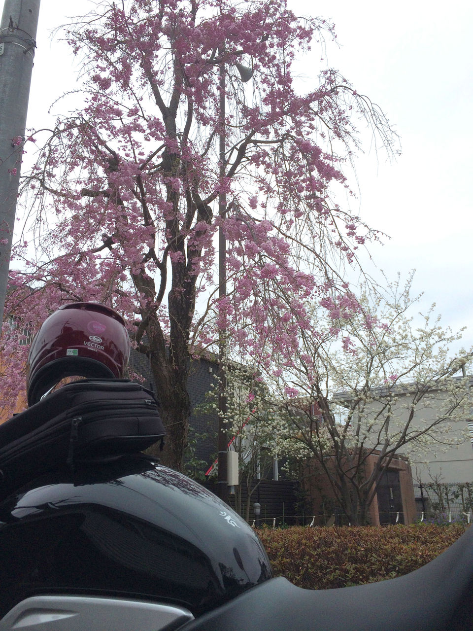 VTR : 40's 女性ライダー Life with VTR250