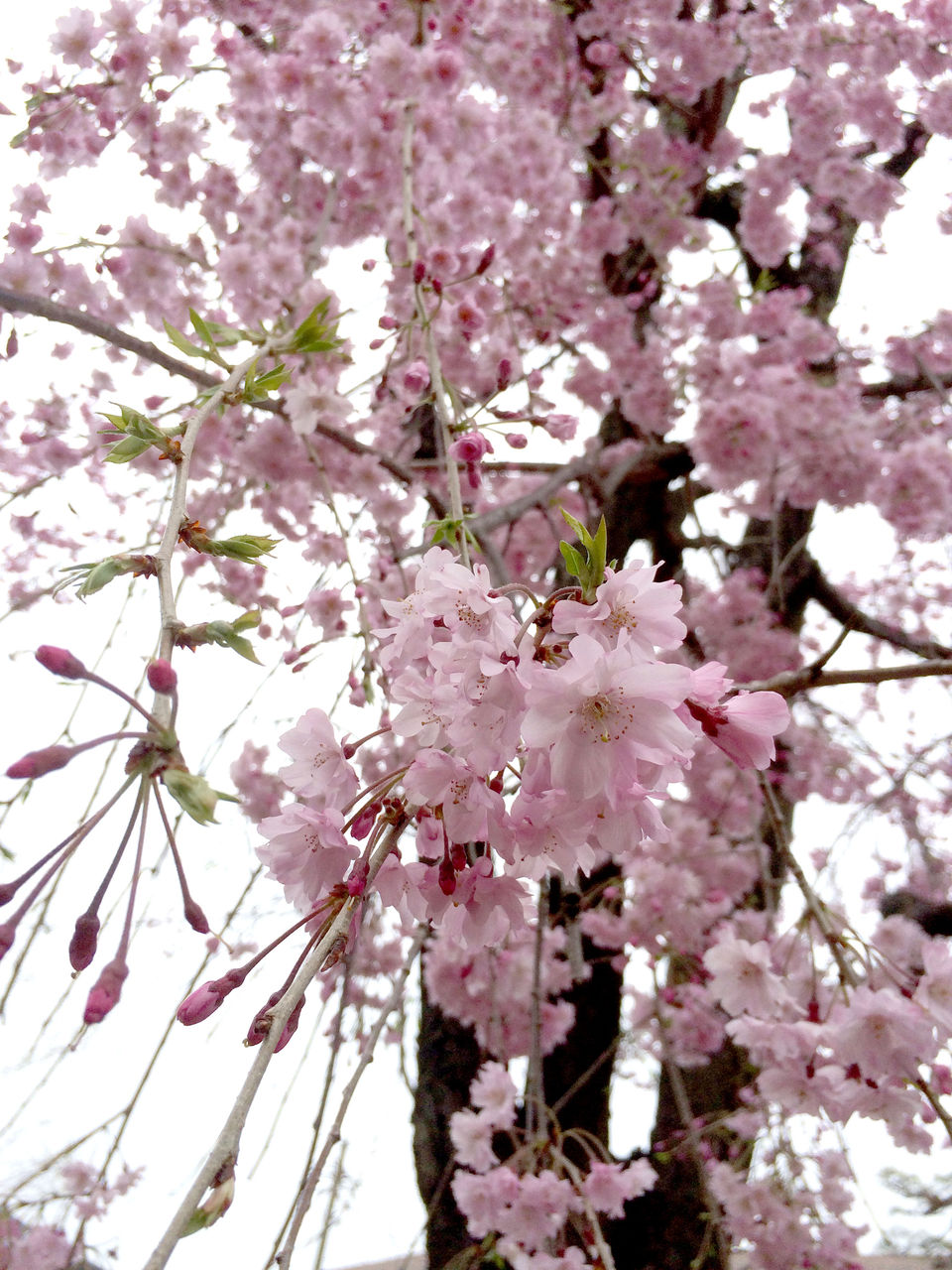 VTR : 40's 女性ライダー Life with VTR250