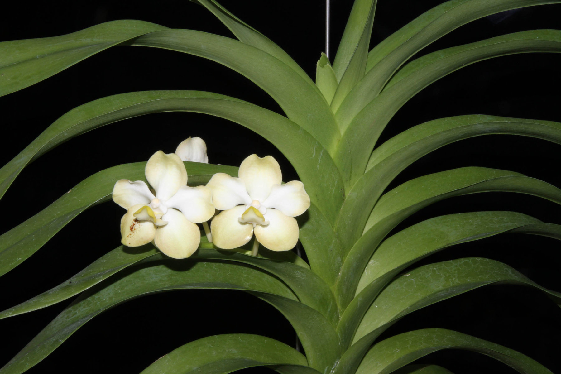 ランと遊ぶ : Vanda dearei 続けて開花