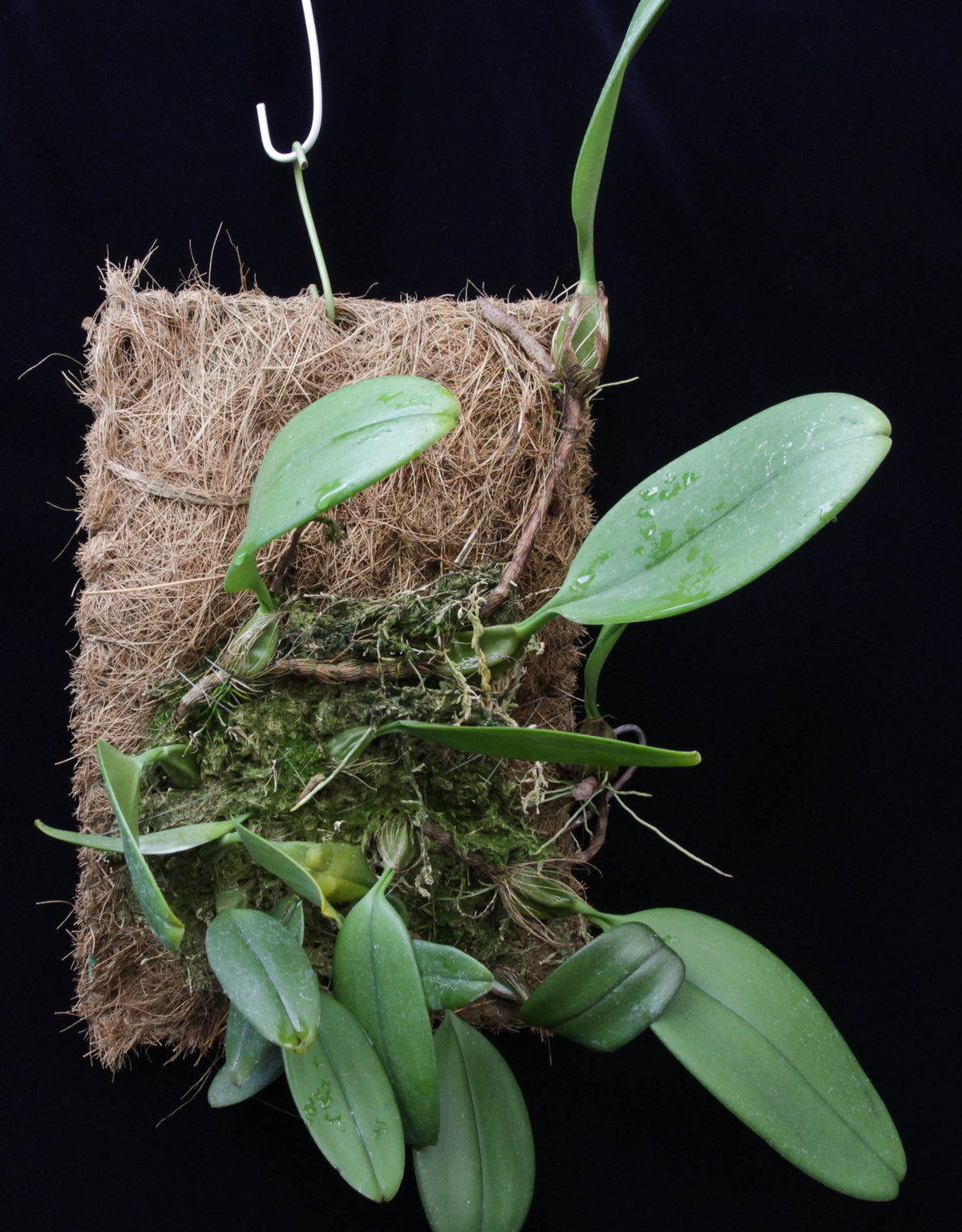 ランと遊ぶ : Bulb. longissimum 花芽発見