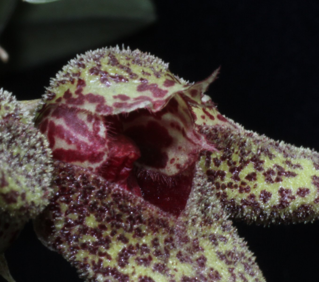 ランと遊ぶ : Bulb.frostii マクロレンズの世界です。