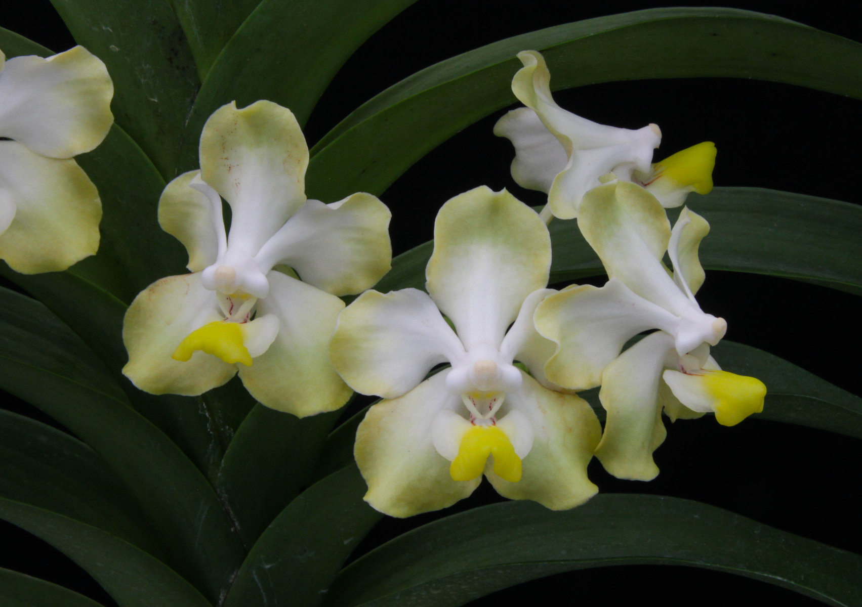 ランと遊ぶ : 2017年 ベストテン - 9 Vanda dearei