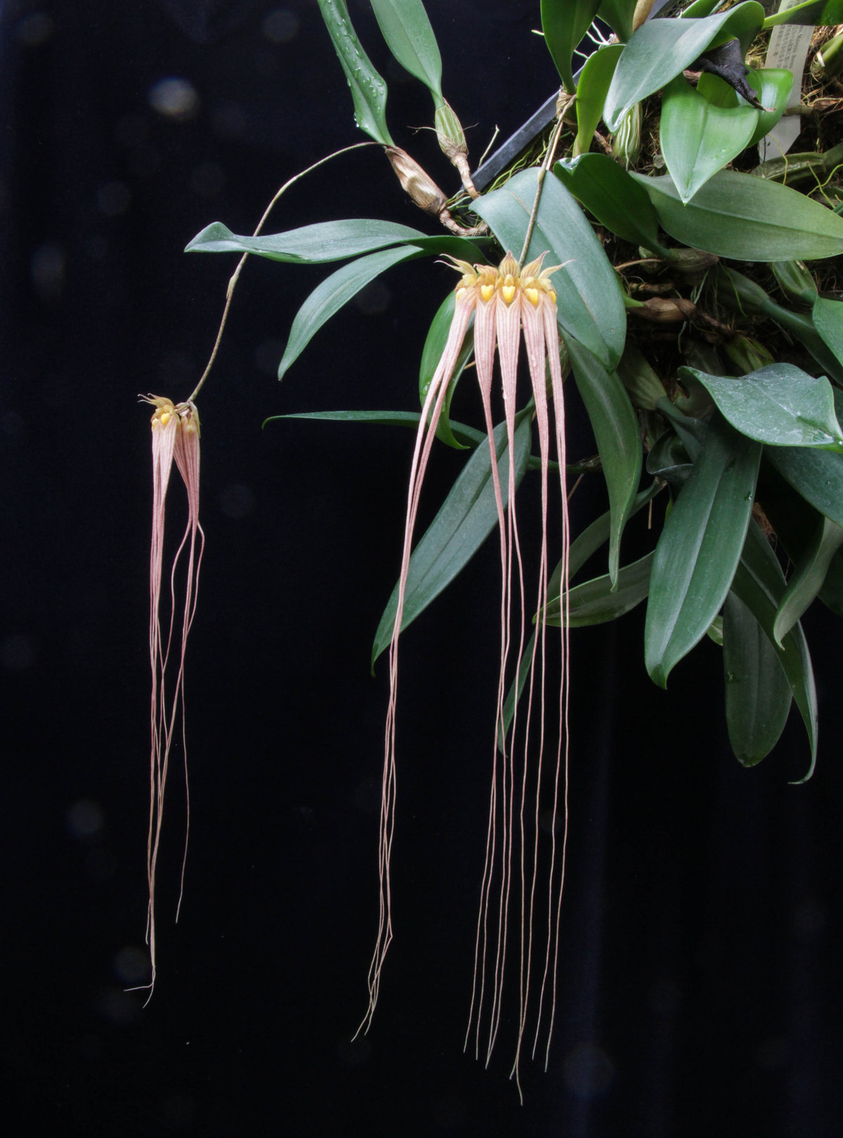 ランと遊ぶ : Bulb. longissimum 6輪