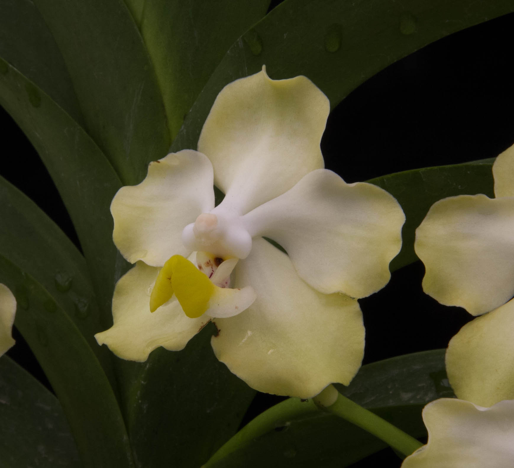 ランと遊ぶ : Vanda dearei 引き続き昨年を振り返っています。