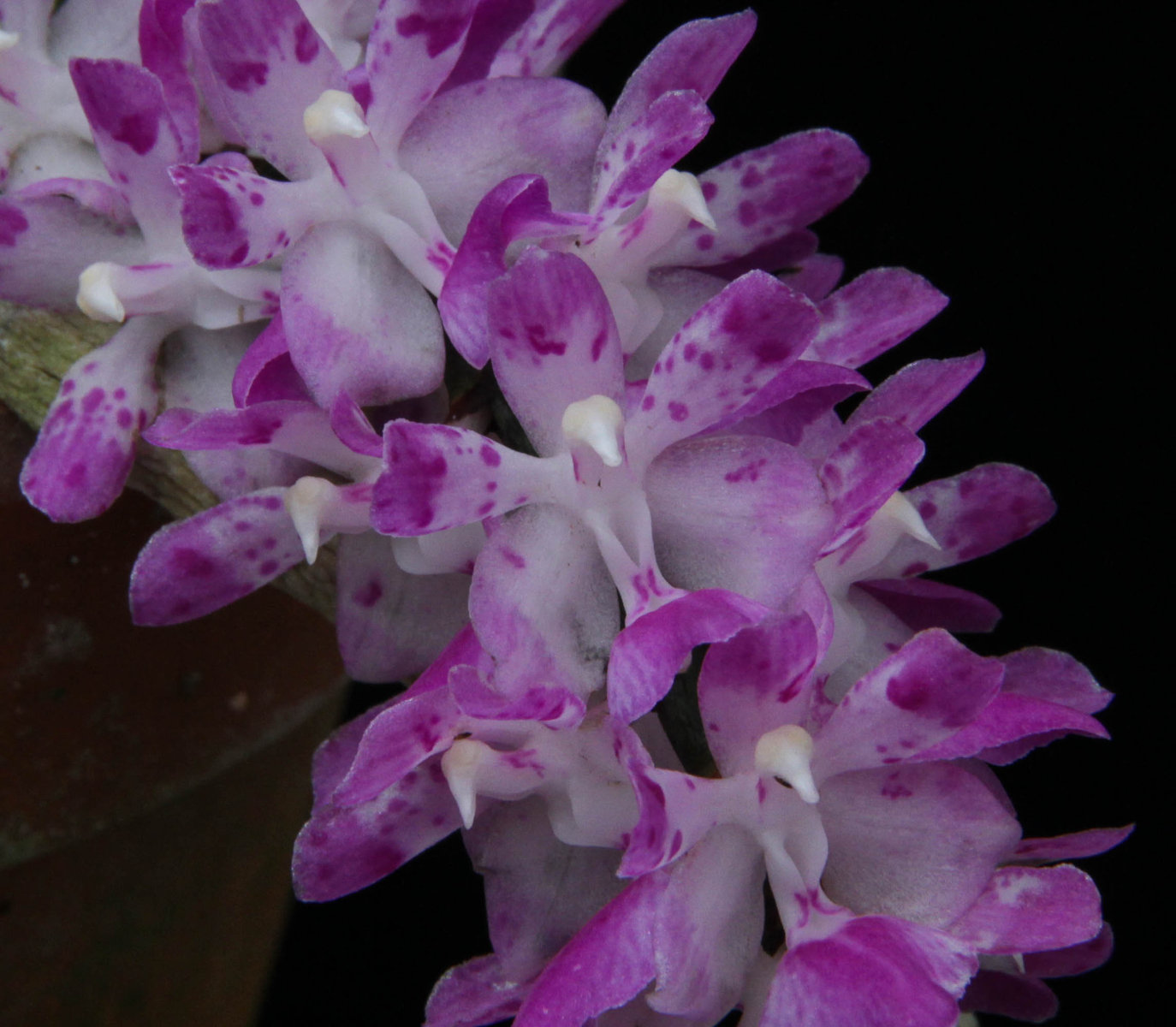 ランと遊ぶ : Aerides multiflora