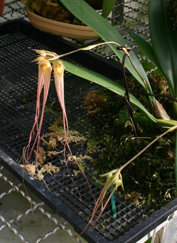 ランと遊ぶ : Bulb.