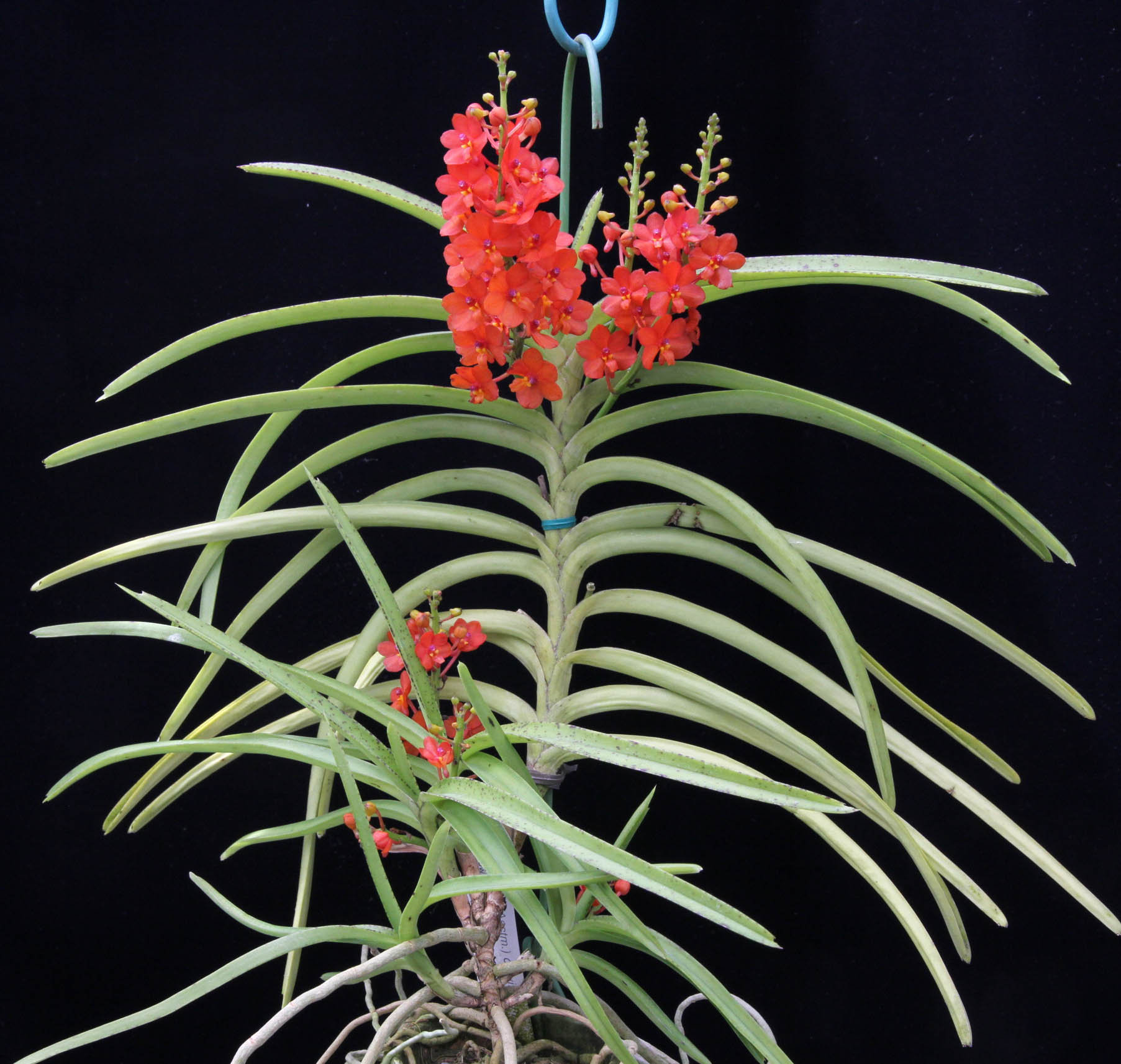 ランと遊ぶ : Vanda curvifolia 子だくさん