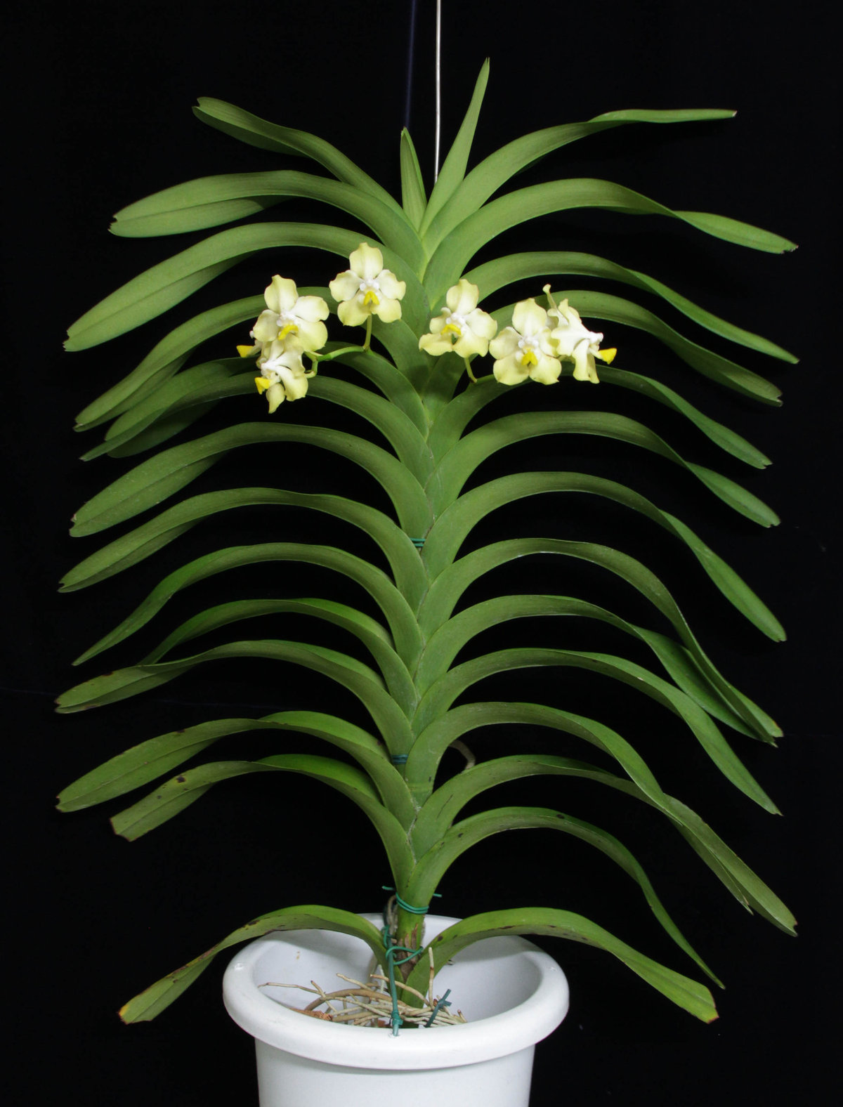 ランと遊ぶ : Vanda dearei 植替え