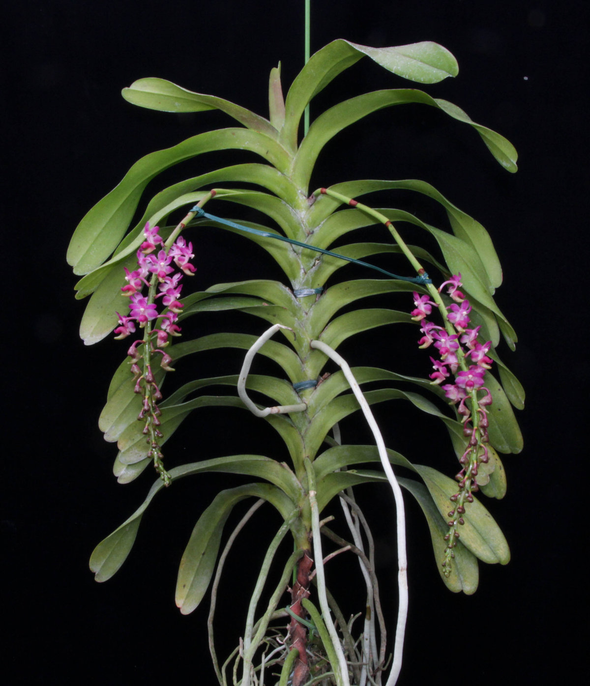 ランと遊ぶ : Aerides quinquevulnera