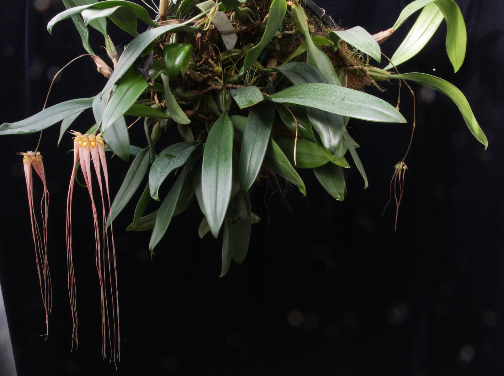 ランと遊ぶ : Bulb. longissimum 6輪