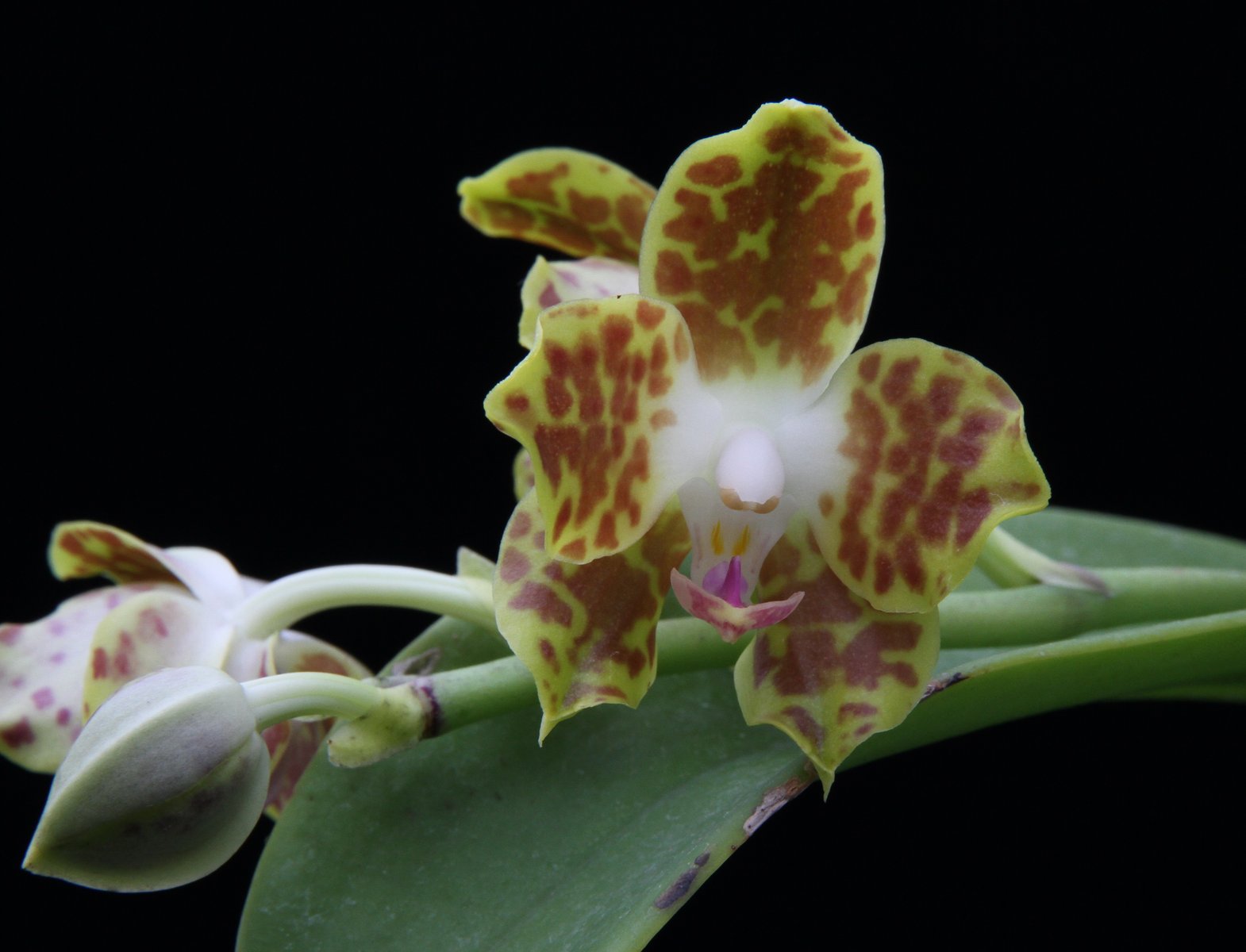 ランと遊ぶ : Hygrochilus