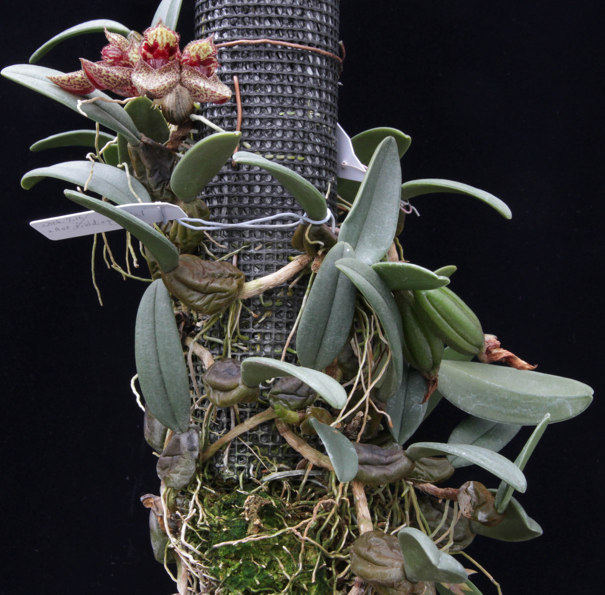 ランと遊ぶ : Bulb. frostii 水苔添え