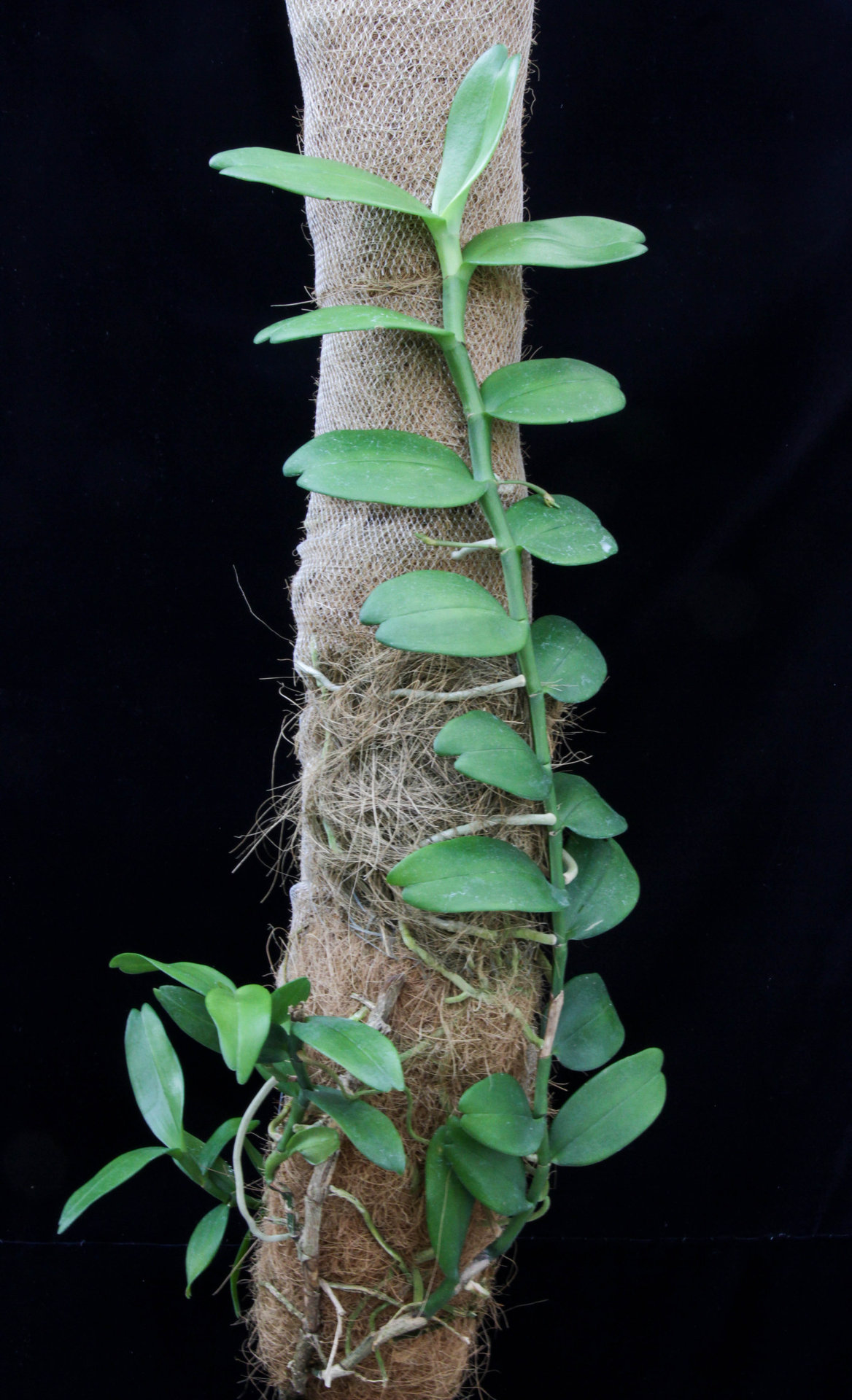 ランと遊ぶ : Angraecum infundibulare 花芽発見