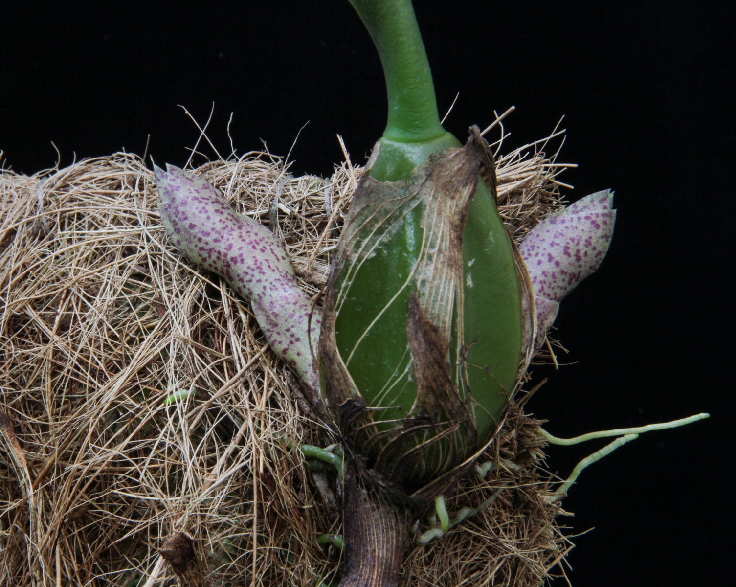 ランと遊ぶ : Bulb. longissimum 花芽発見