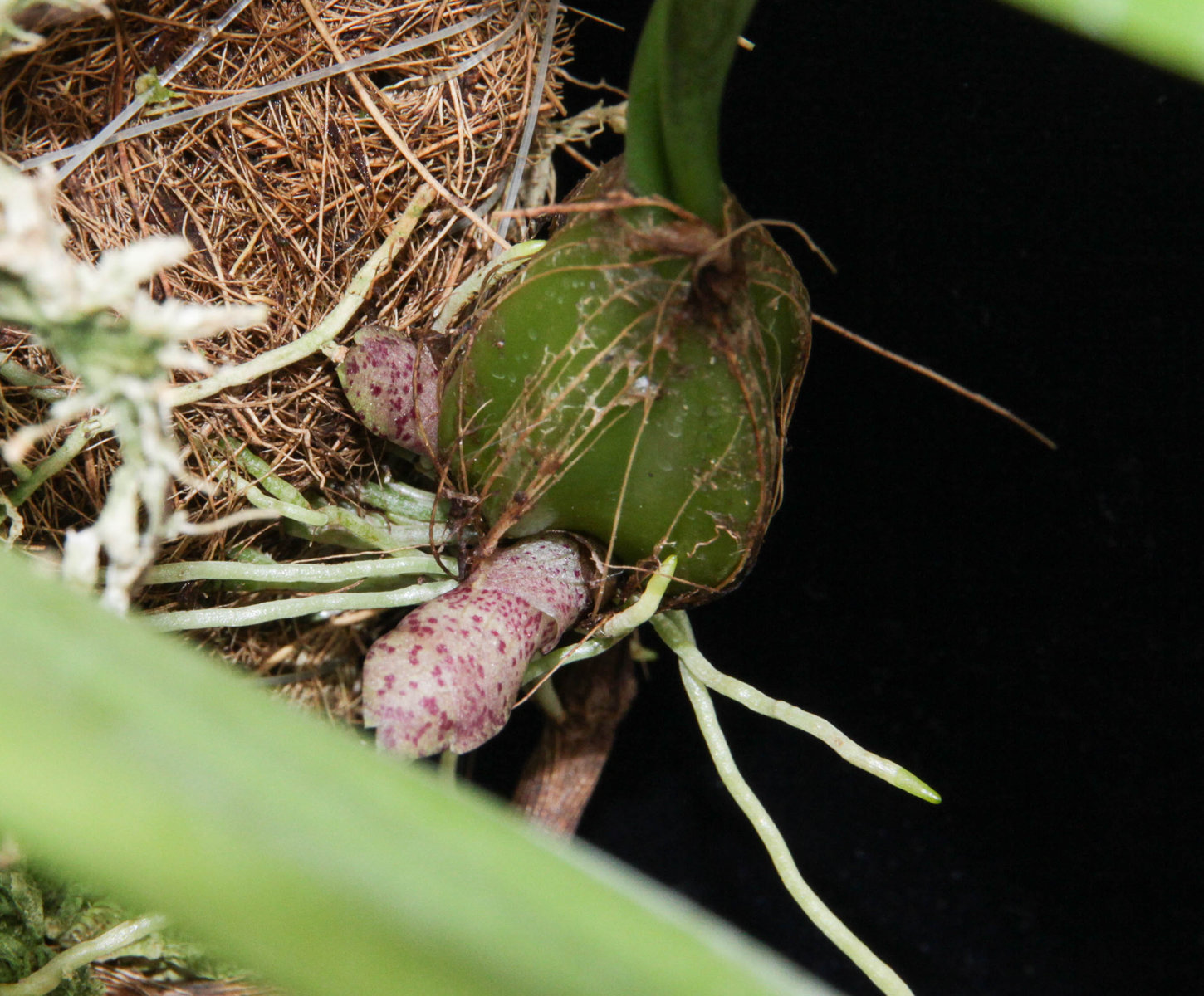 ランと遊ぶ : Bulb. longissimum 花芽発見