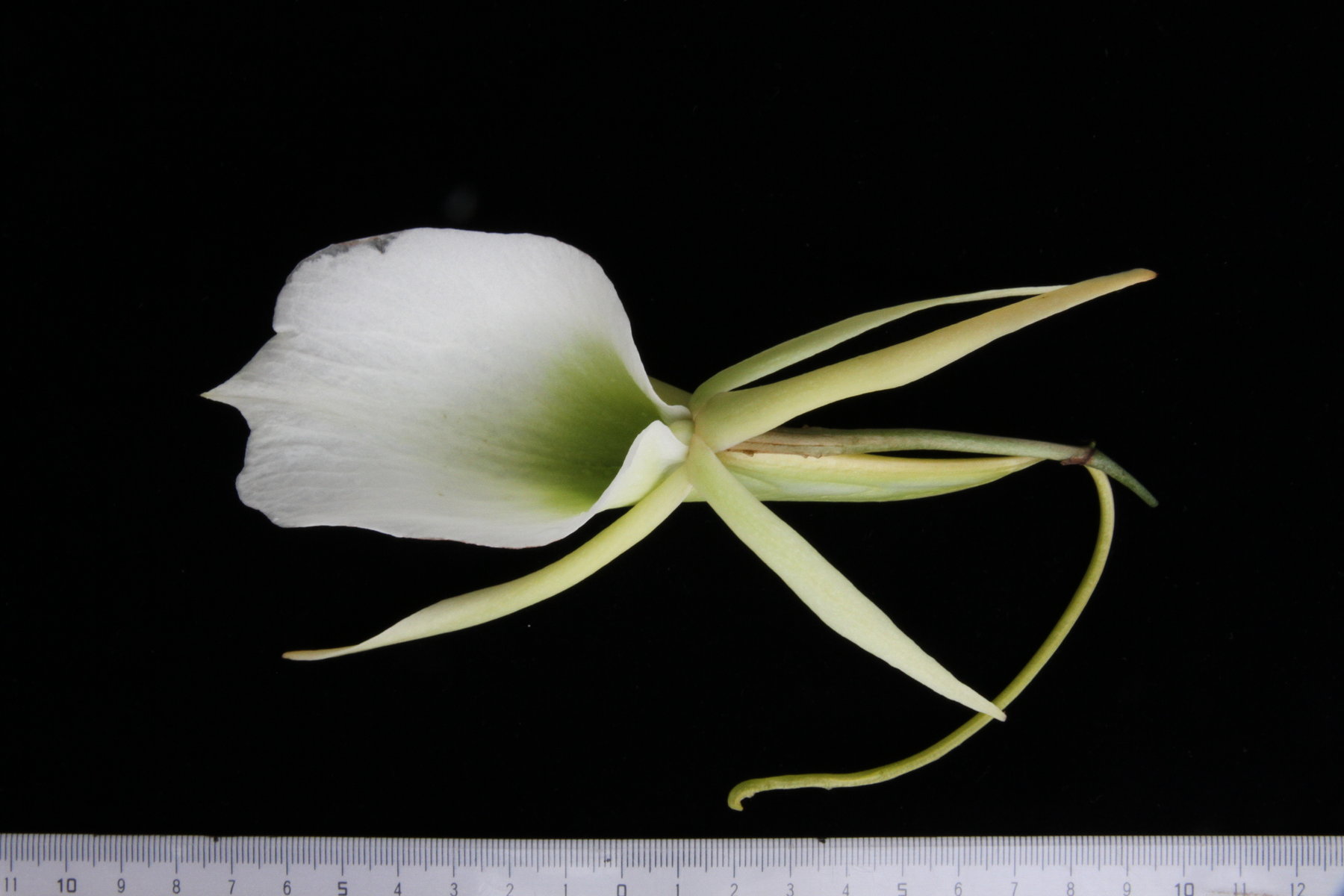ランと遊ぶ : Angraecum infundibulare 距の中の蜜