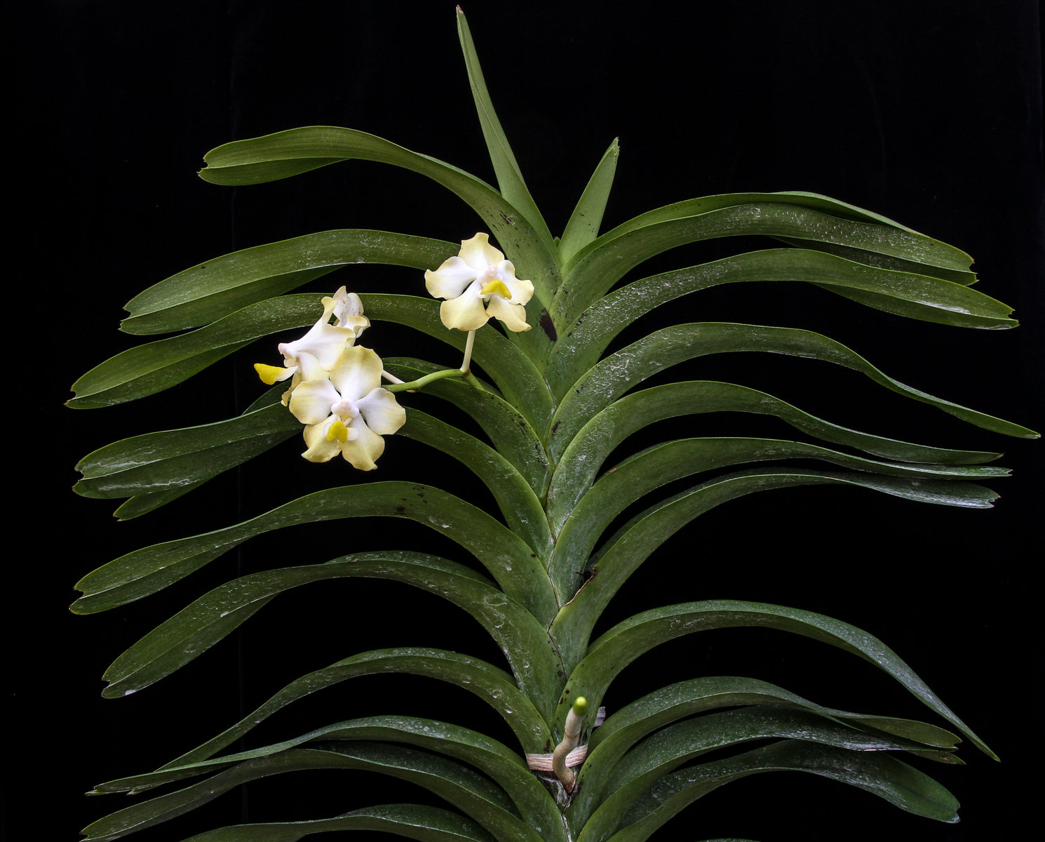 ランと遊ぶ : 花