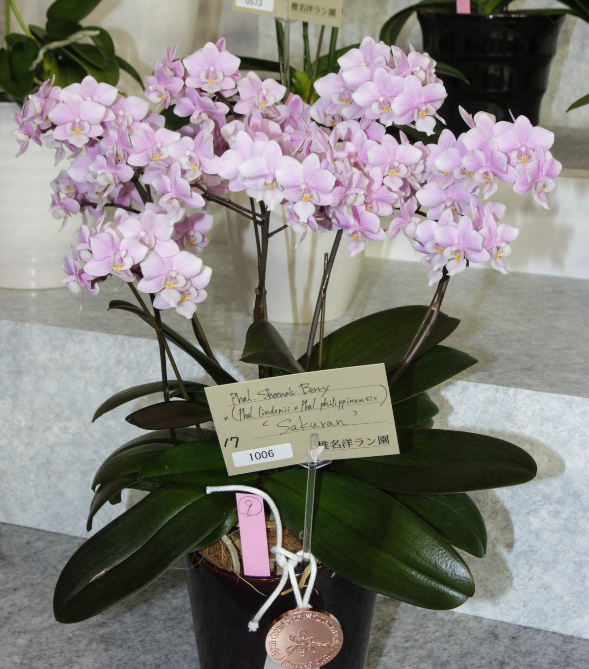 ランと遊ぶ : 世界らん展日本大賞2017 Phalaenopsis 2