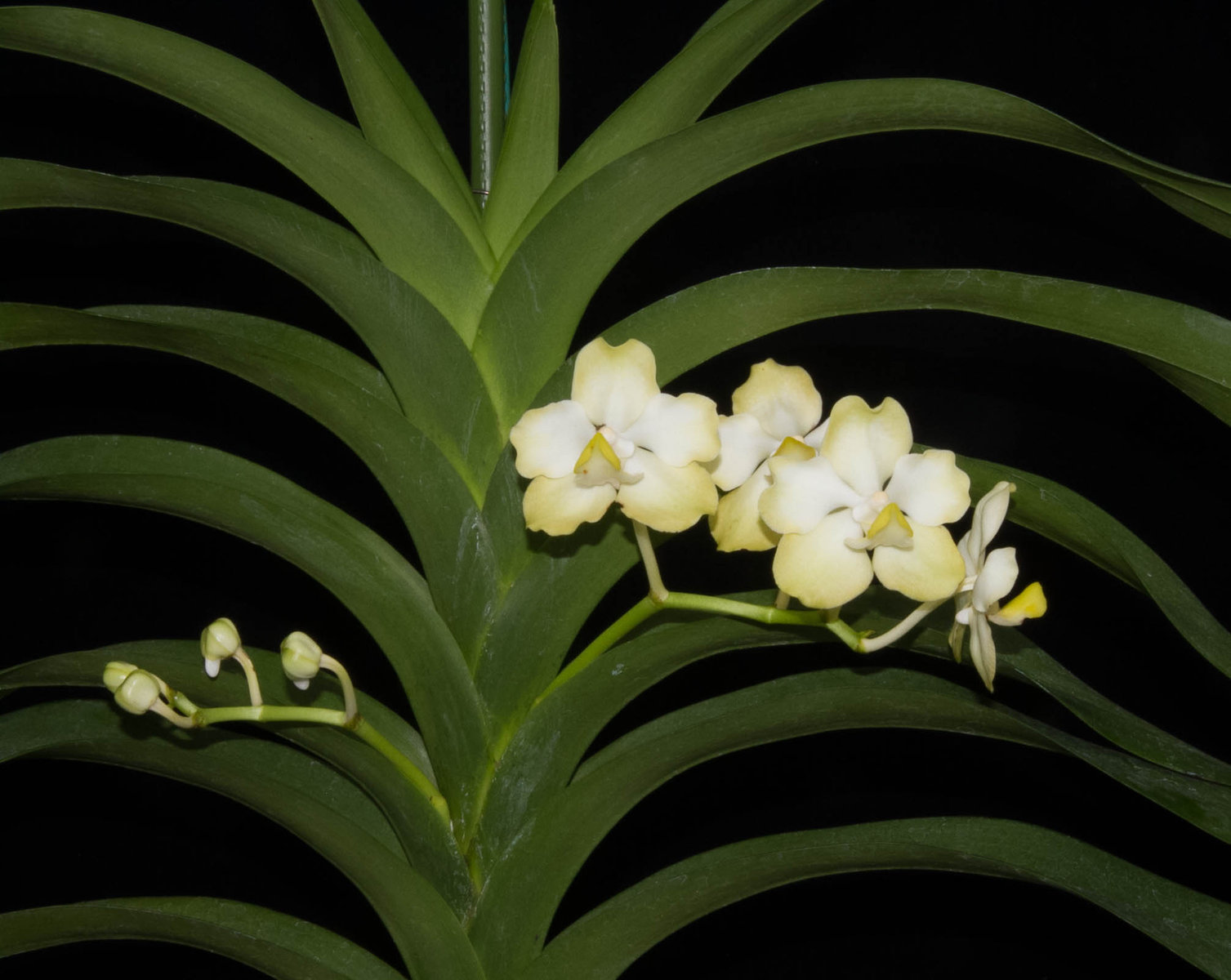 ランと遊ぶ : Vanda dearei 2花茎