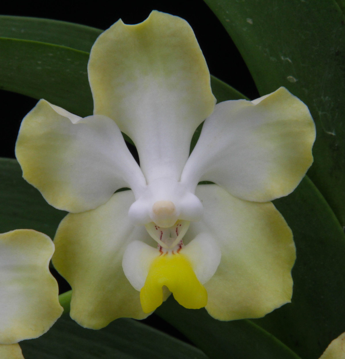 ランと遊ぶ : 2017年 ベストテン - 9 Vanda dearei