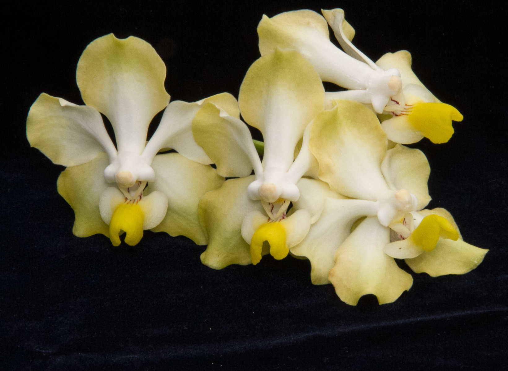 ランと遊ぶ : Vanda dearei 2回目の開花