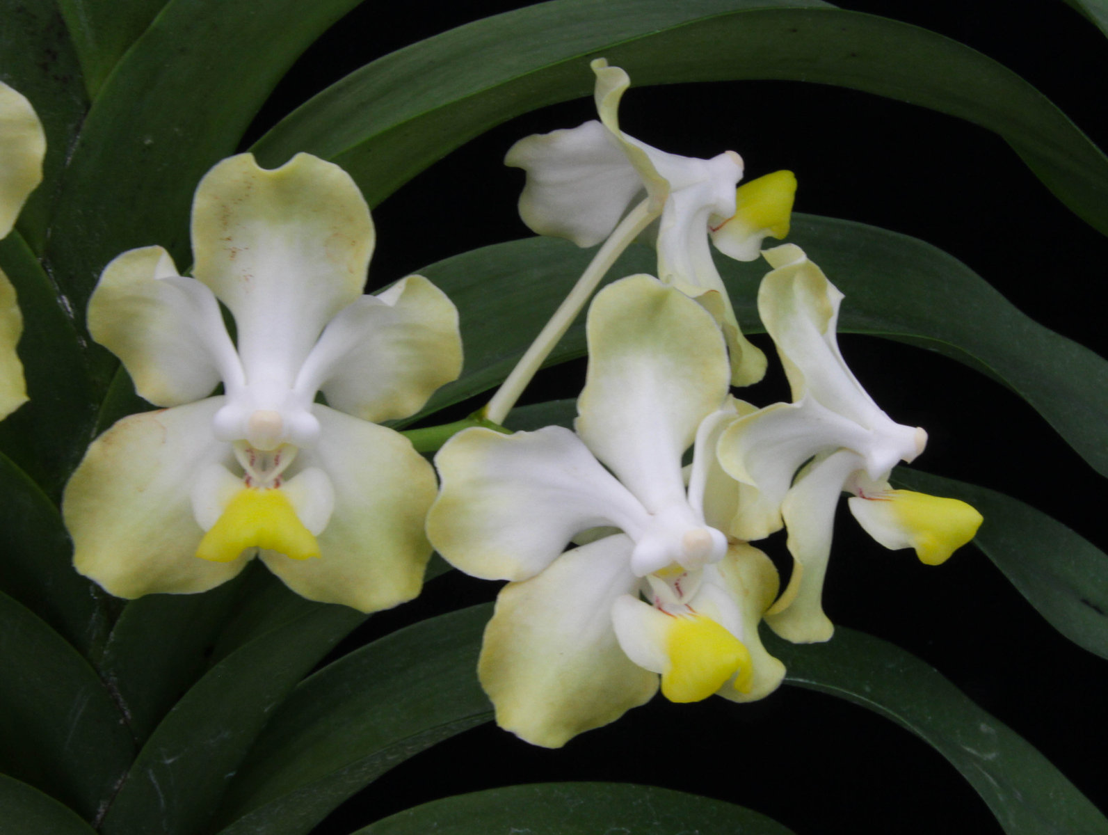 ランと遊ぶ : Vanda dearei AOS入賞記録