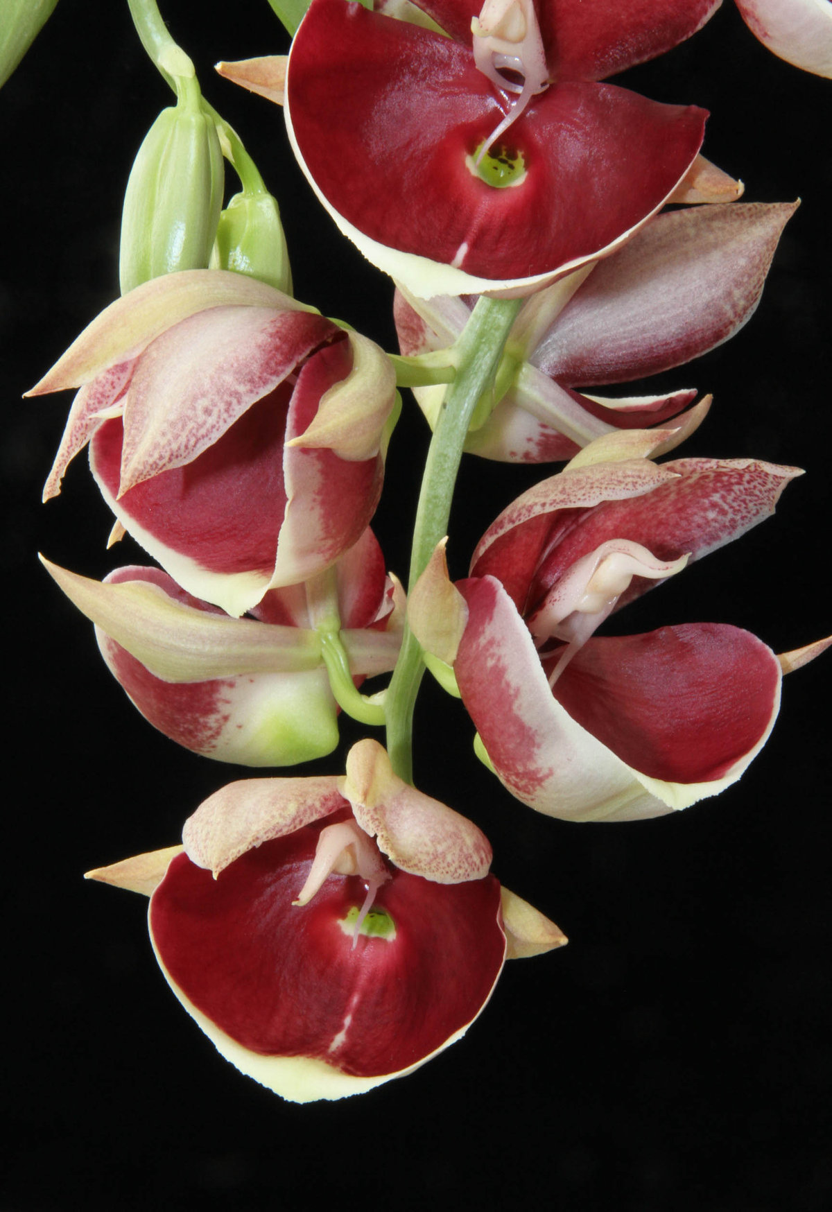 ランと遊ぶ : Catasetum pileatum 'Imperiale Pierre Couret' HCC-AOS 上出来です。