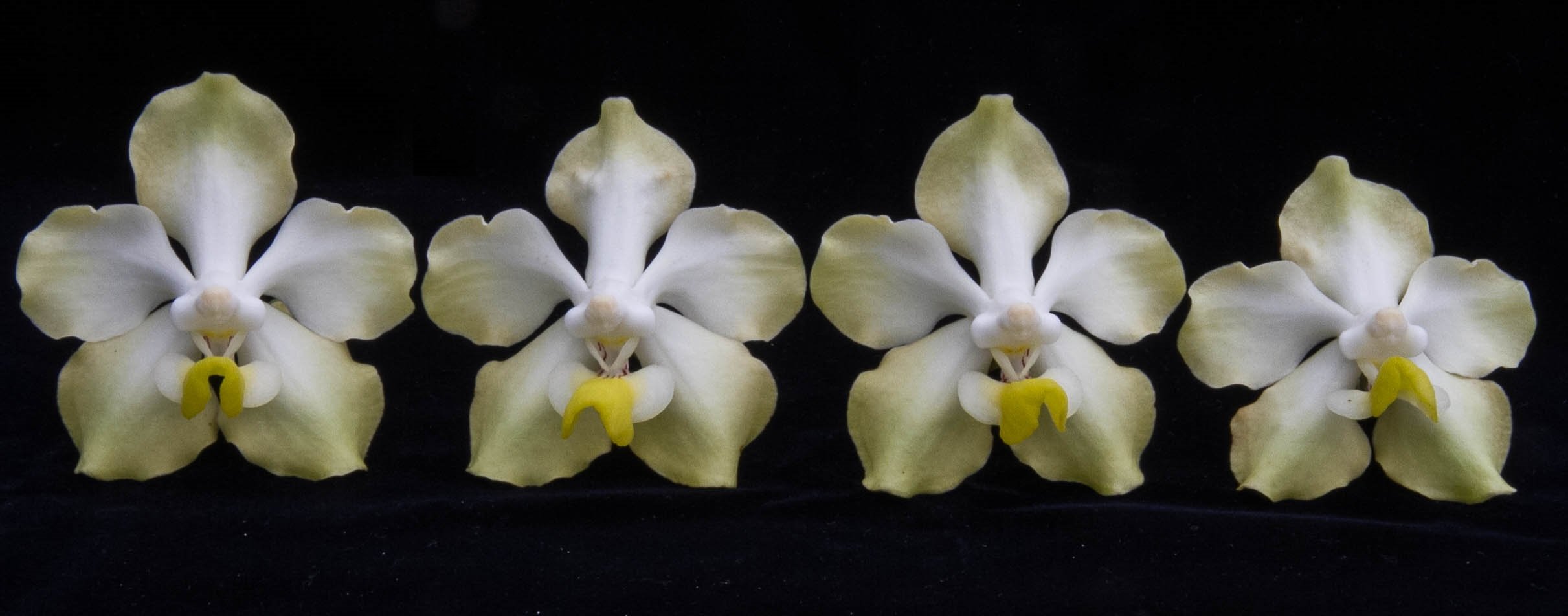 ランと遊ぶ : Vanda dearei 2回目の開花