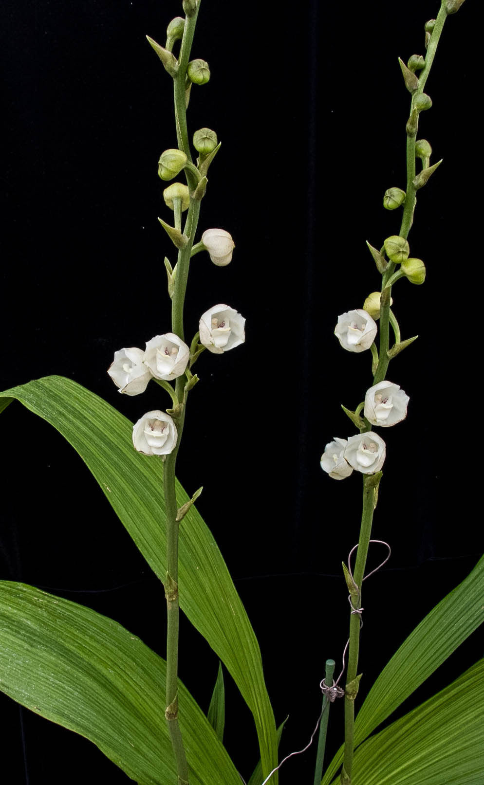 ランと遊ぶ : 今年のベストテン Peristeria elata