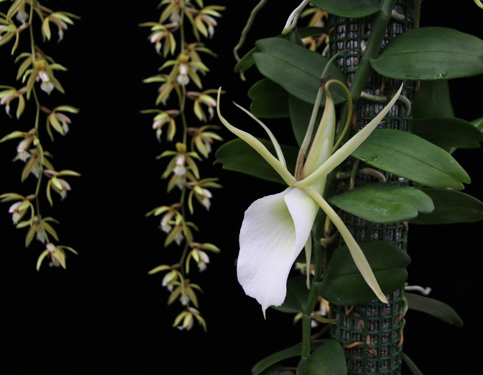 ランと遊ぶ : Angraecum infundibulare イタズラ