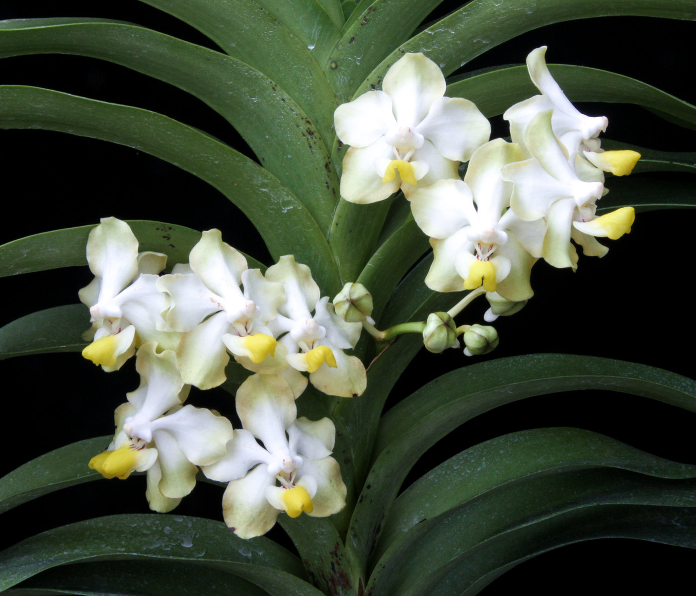 ランと遊ぶ : Vanda dearei 4花茎