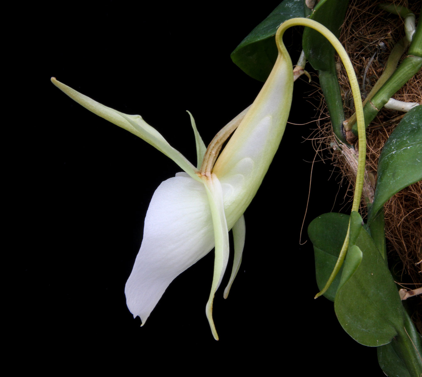 ランと遊ぶ : Angraecum infundibulare 開花