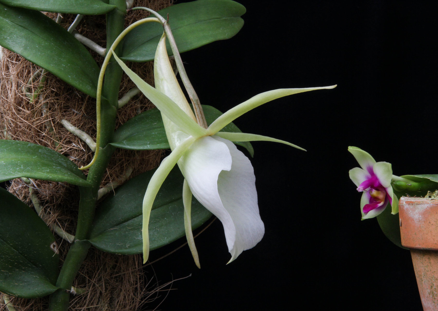 ランと遊ぶ : Collaboration Angraecum infundibulare, Phal. bellina