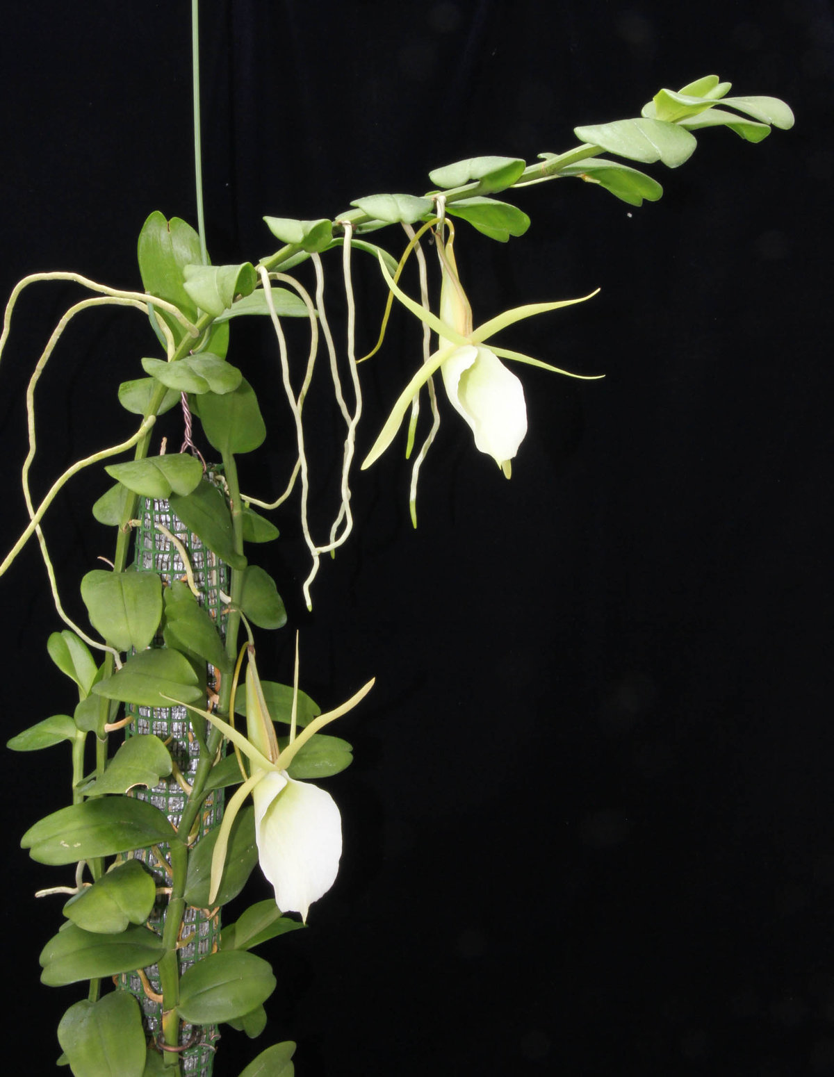 ランと遊ぶ : Angraecum infundibulare 良くできました。