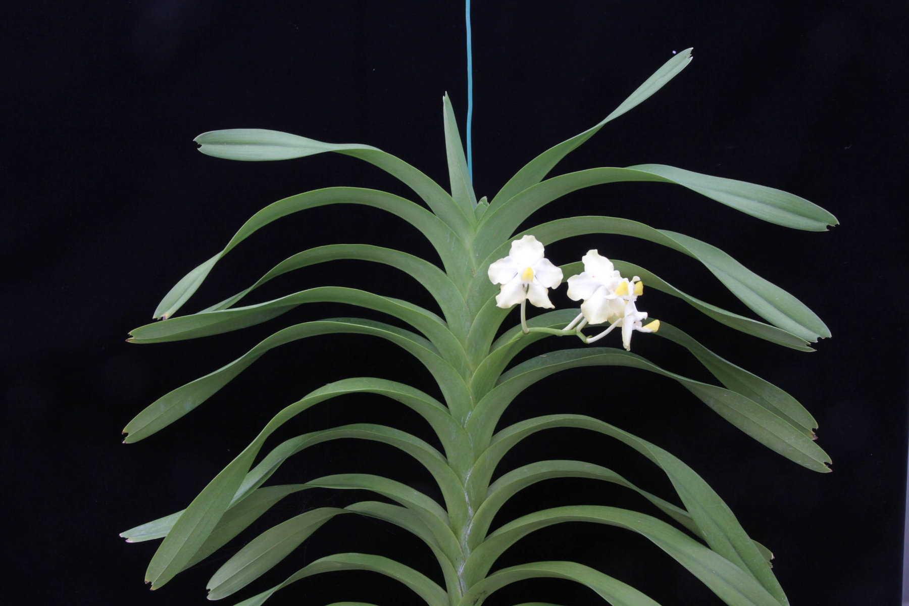 ランと遊ぶ : Vanda dearei この体で4輪です。