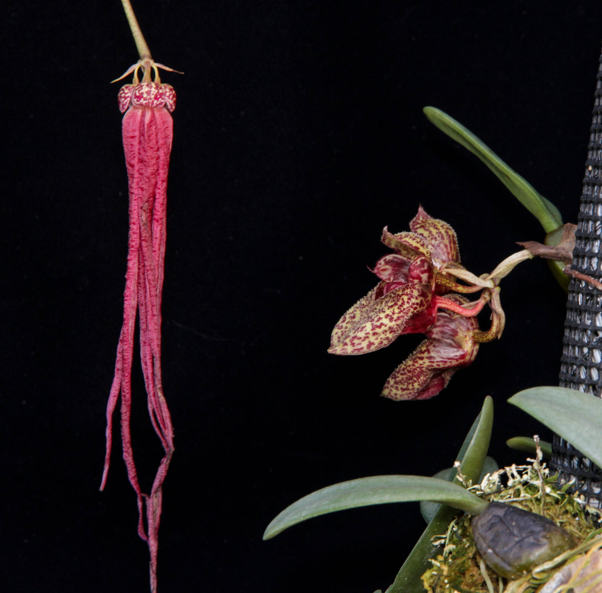 ランと遊ぶ : Bulb. frostii x plumatum 交配