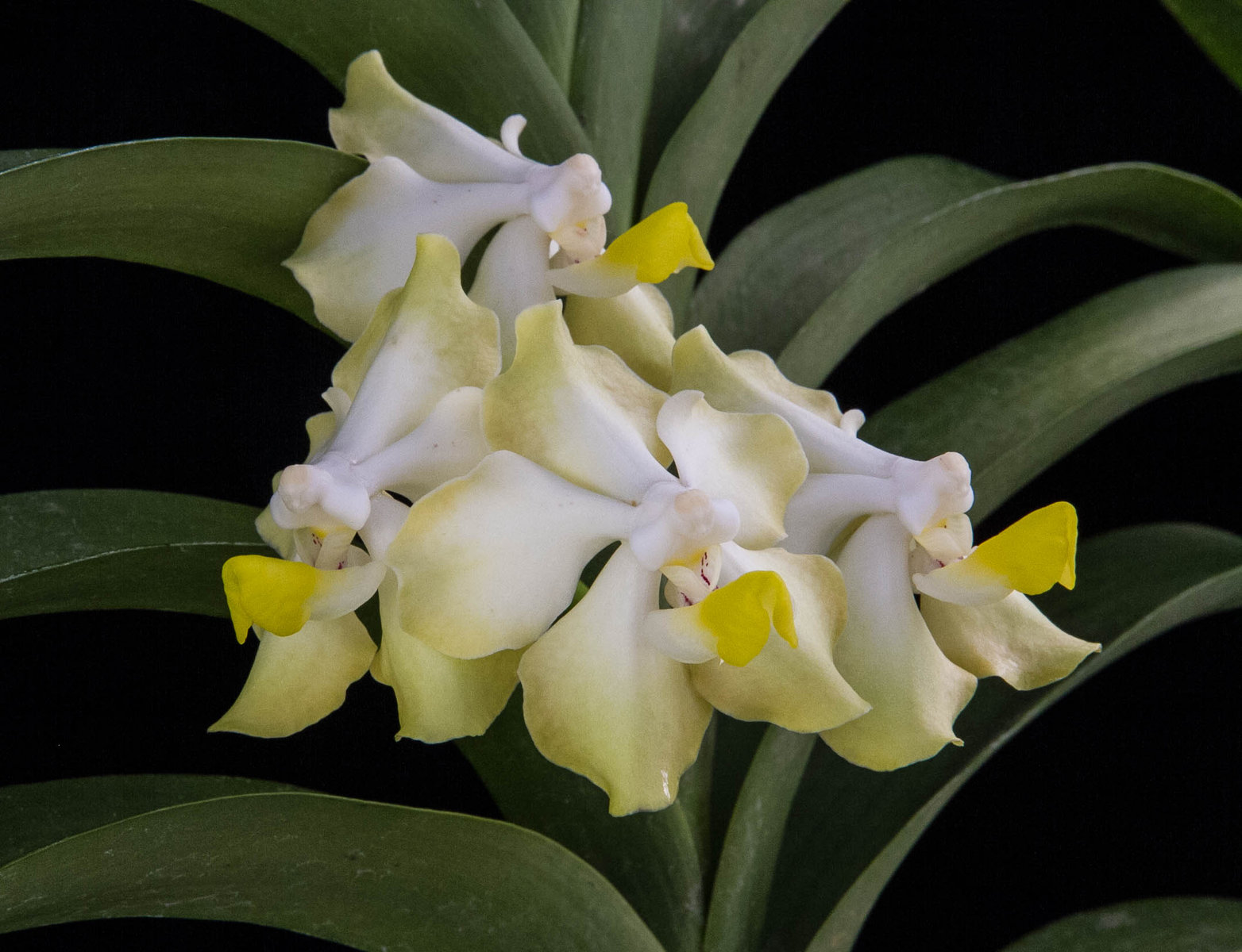 ランと遊ぶ : Vanda dearei 3回目の開花