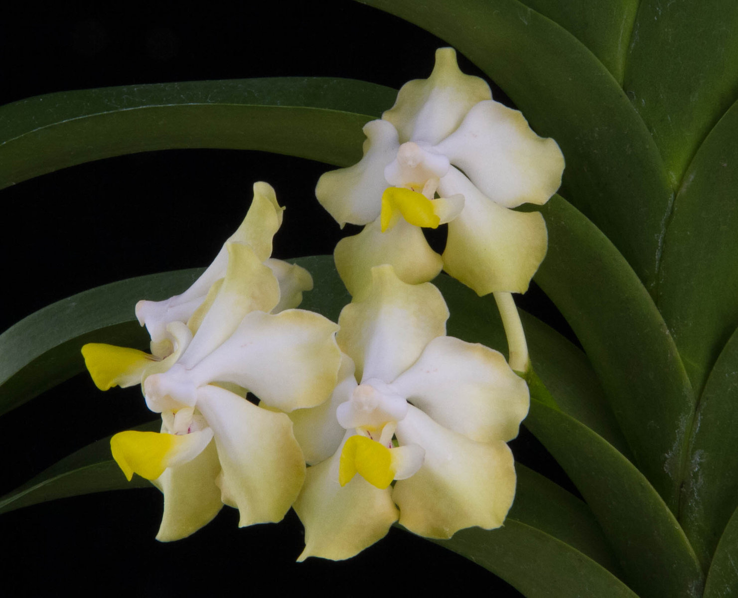 ランと遊ぶ : Vanda dearei 3回目の開花