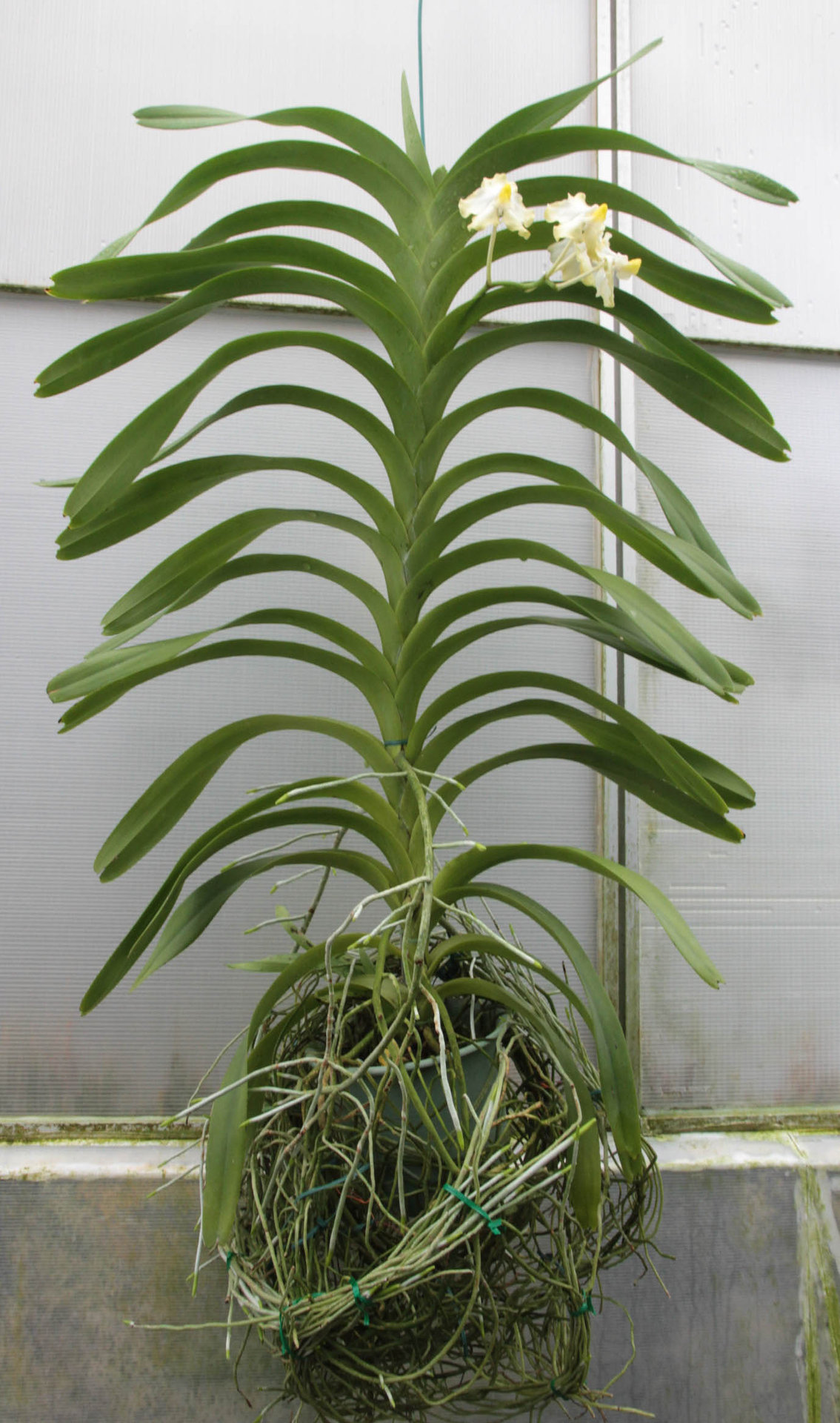 ランと遊ぶ : Vanda dearei この体で4輪です。