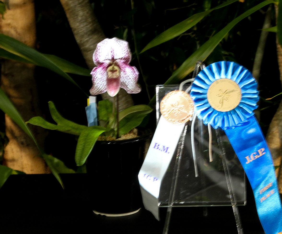 ランと遊ぶ : らん展