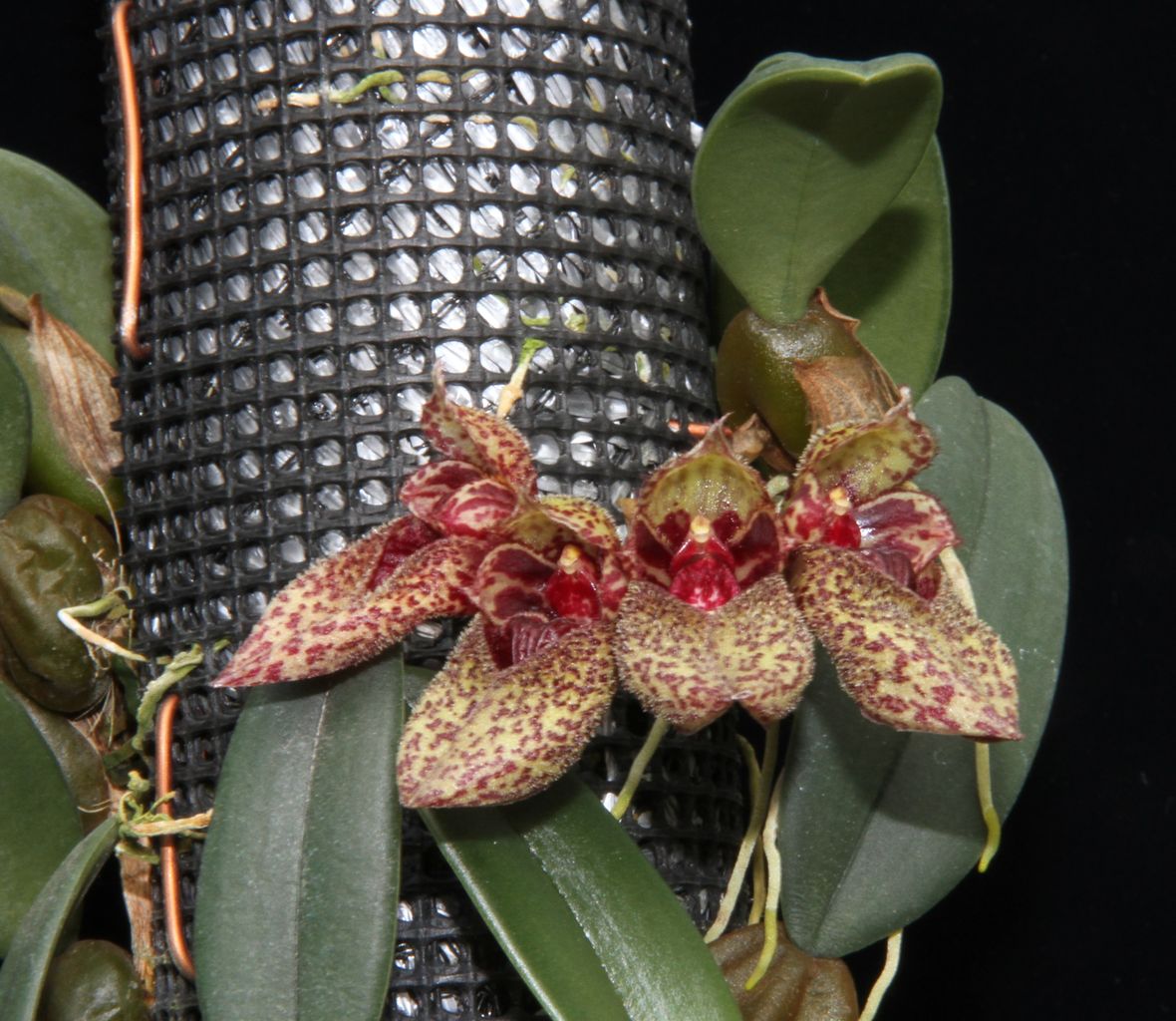 ランと遊ぶ : Bulb. frostii 1花茎に4輪が最高です。