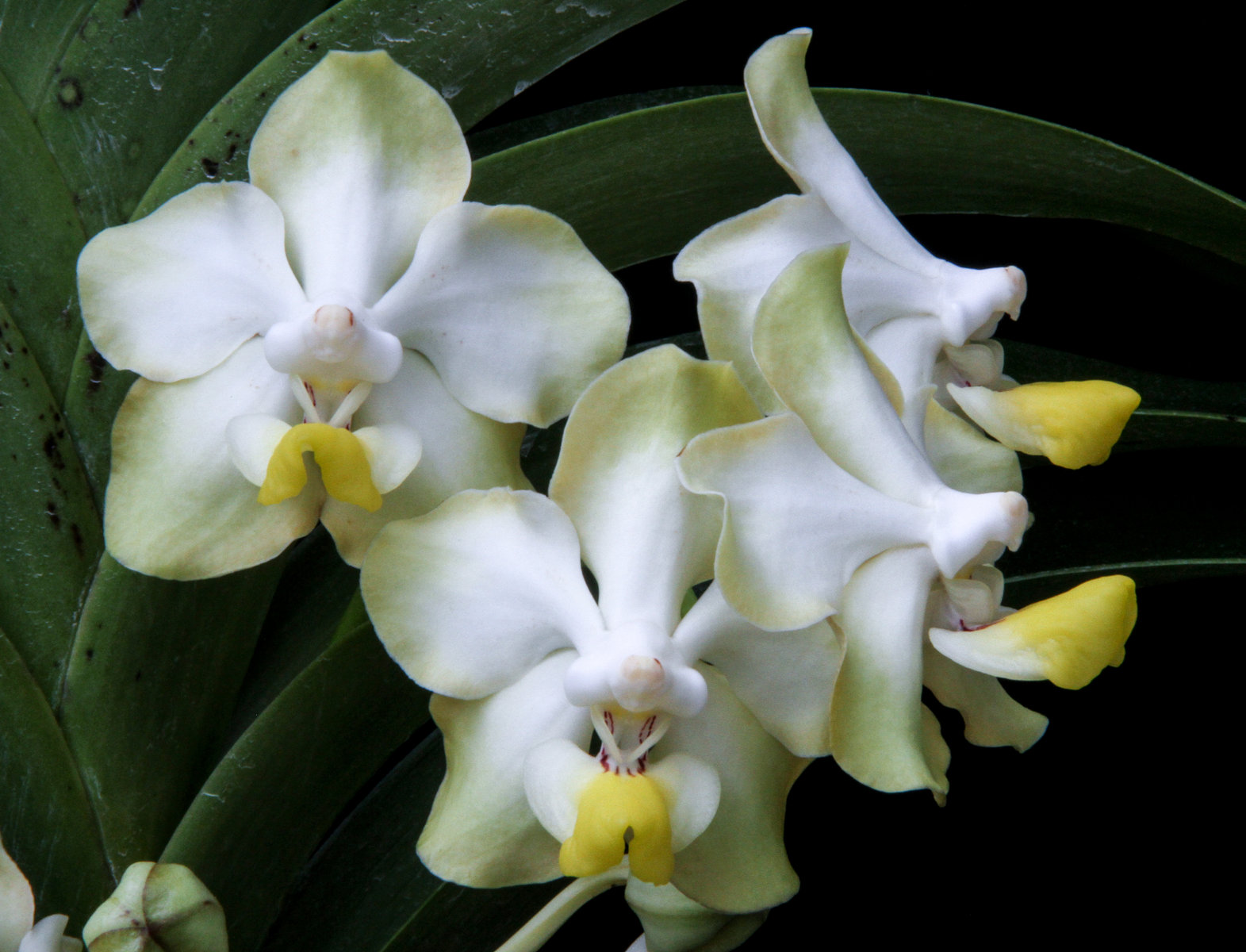 ランと遊ぶ : Vanda dearei 4花茎