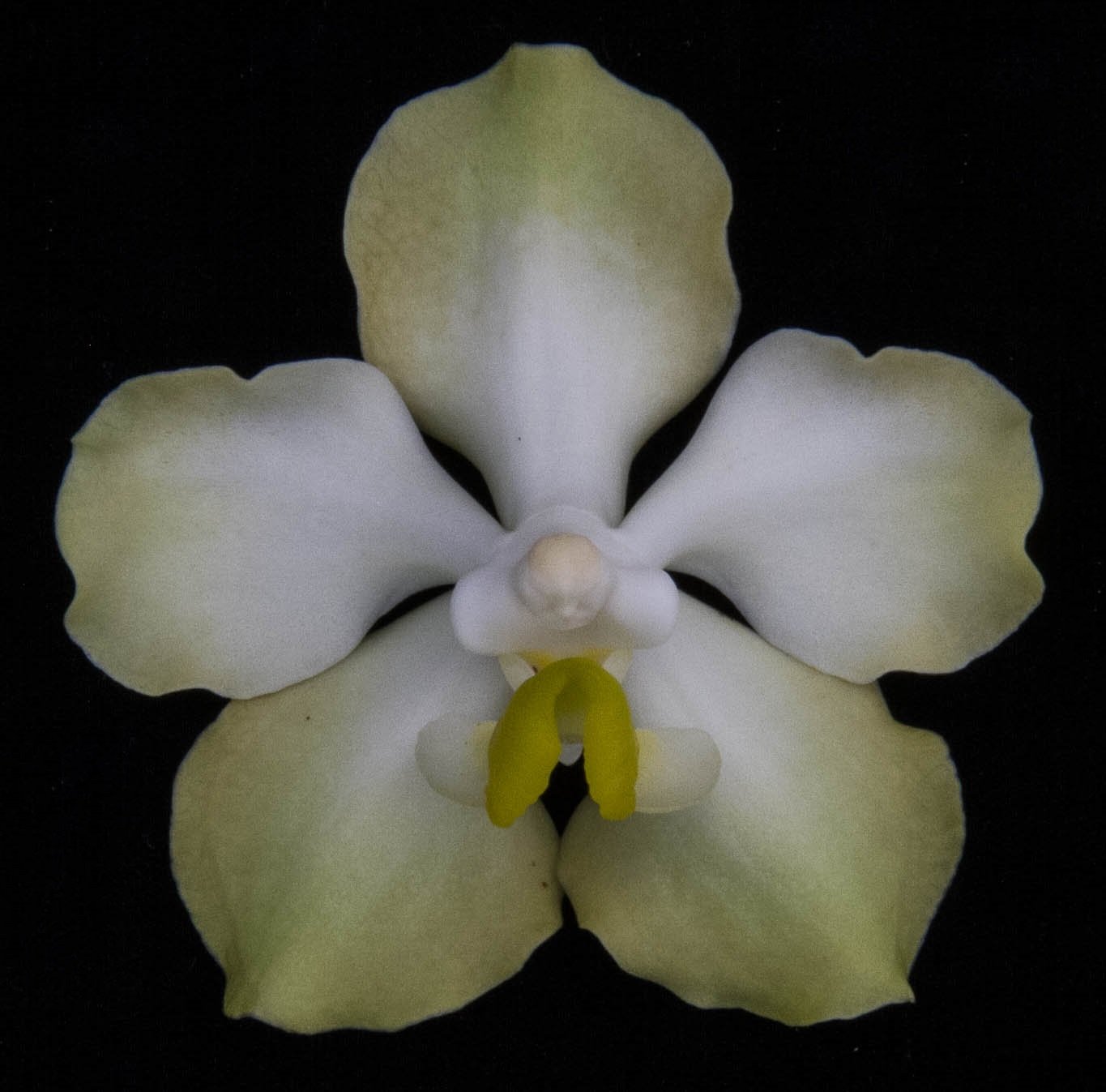 ランと遊ぶ : Vanda dearei 2回目の開花