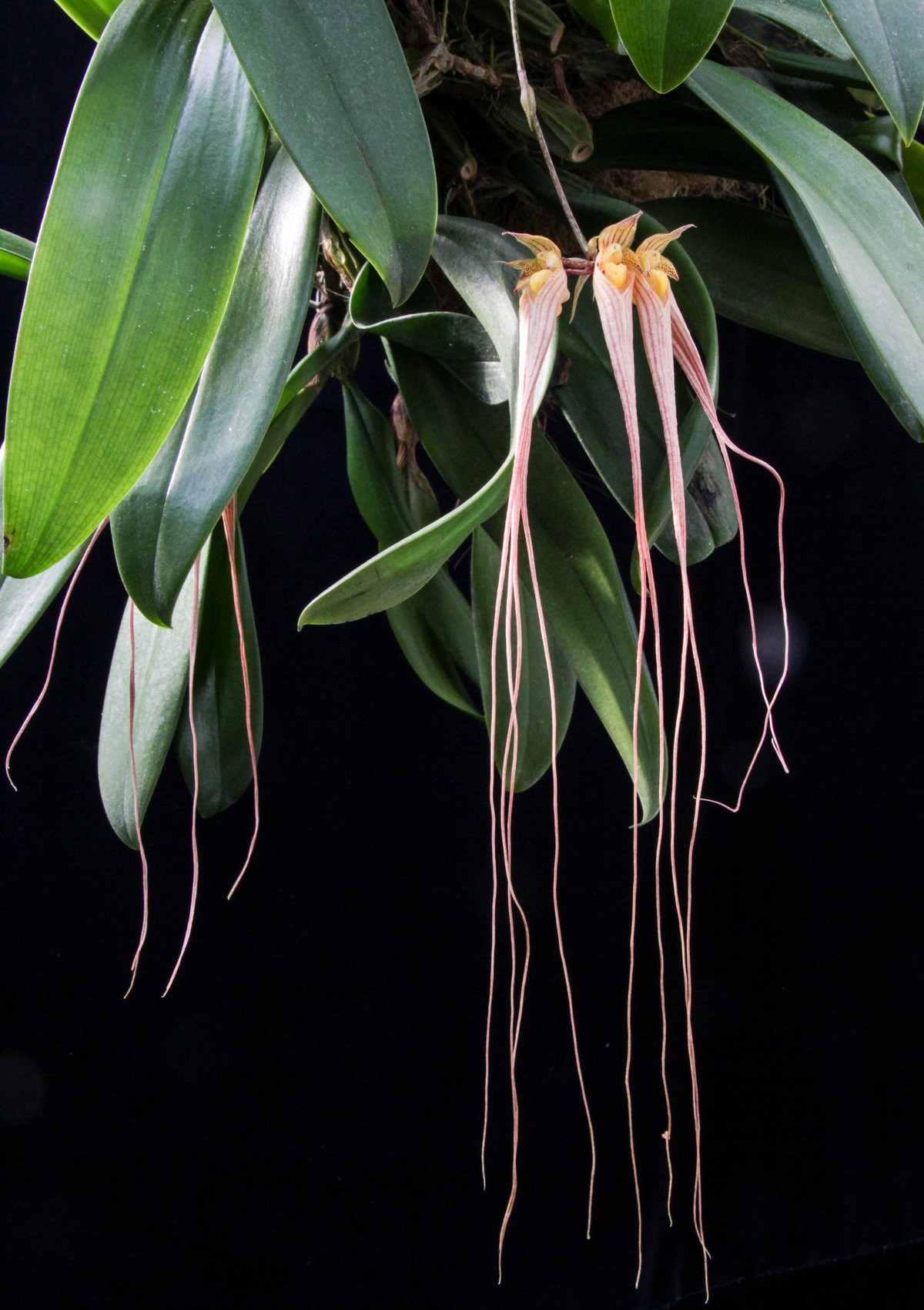 ランと遊ぶ : Bulb. longissimum 高温多湿？