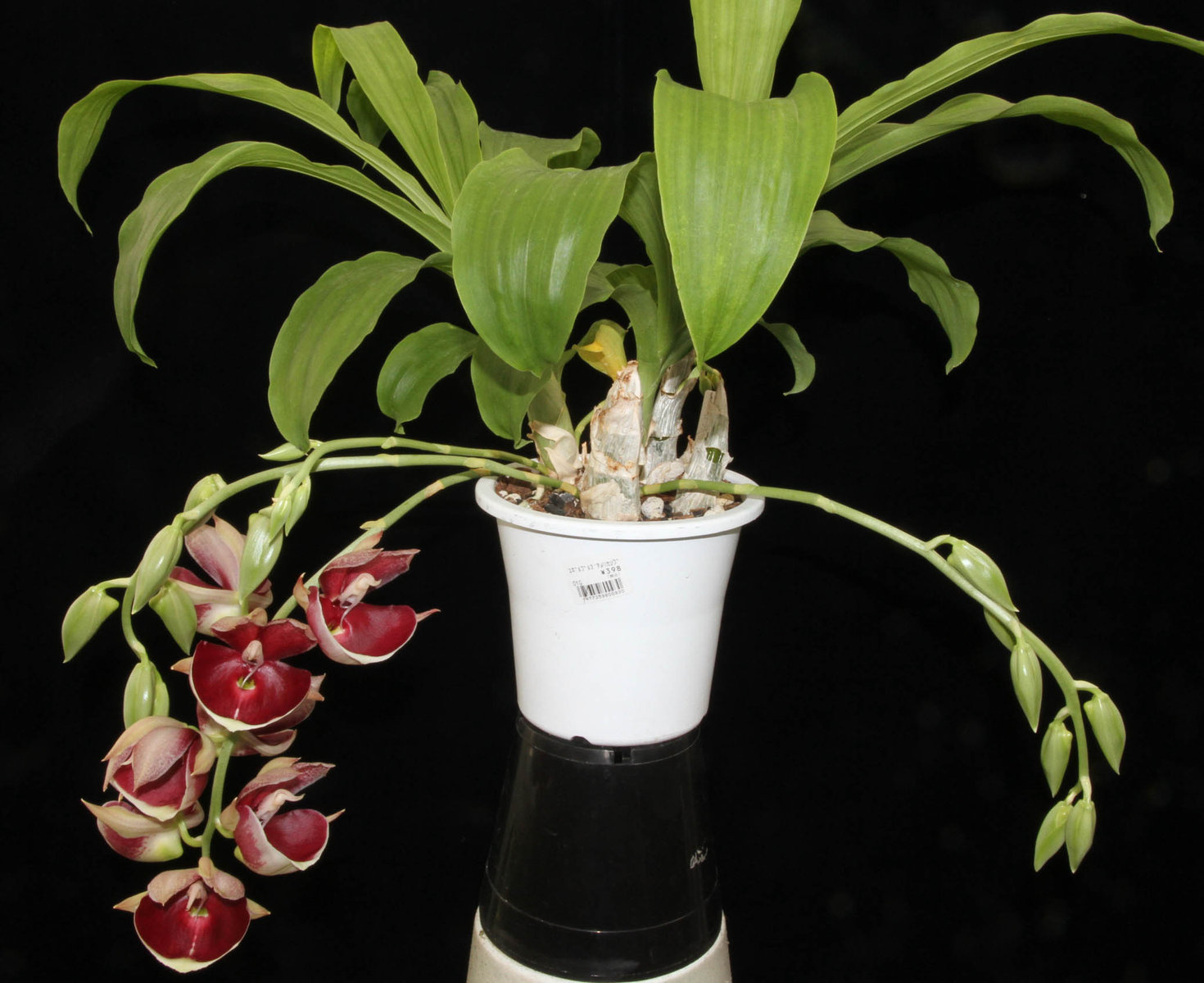 ランと遊ぶ : Catasetum pileatum 'Imperiale Pierre Couret' HCC-AOS 上出来です。