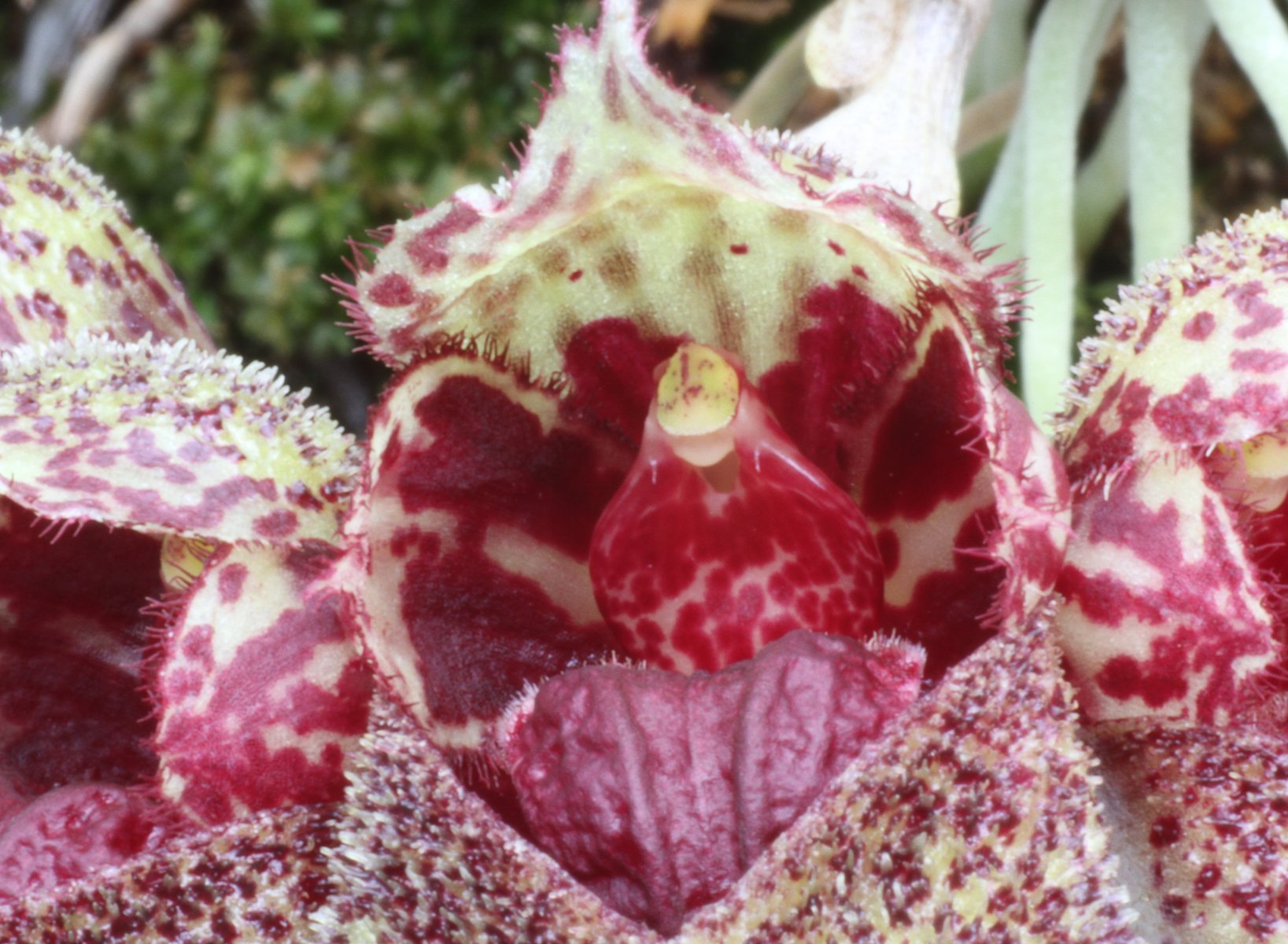 ランと遊ぶ : Bulb.frostii マクロレンズの世界です。